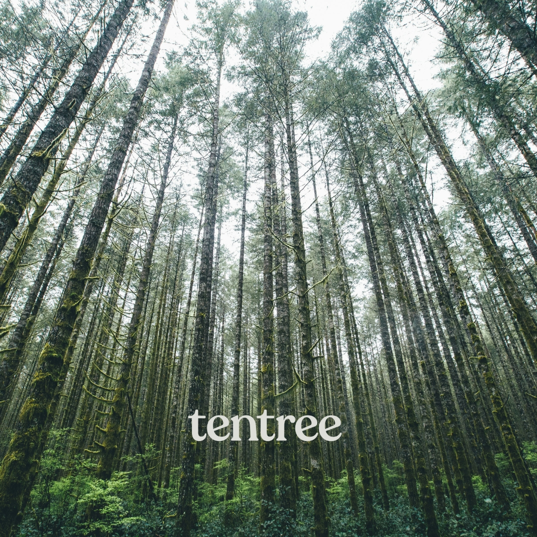 tentree | Sustainable Fashion | Below The Belt – Below The Belt Store